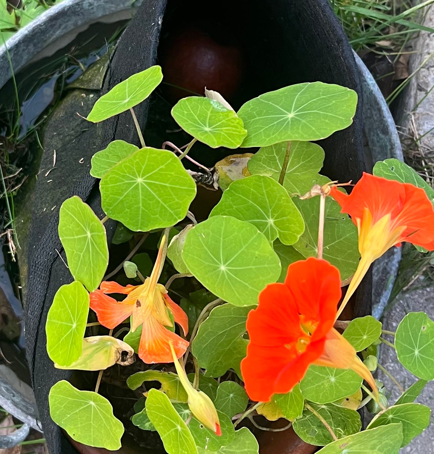 Sophia Scarlet 🅰️ (@sophiahandy): "You don’t own me Everything inside my skin is mine You don’t ...