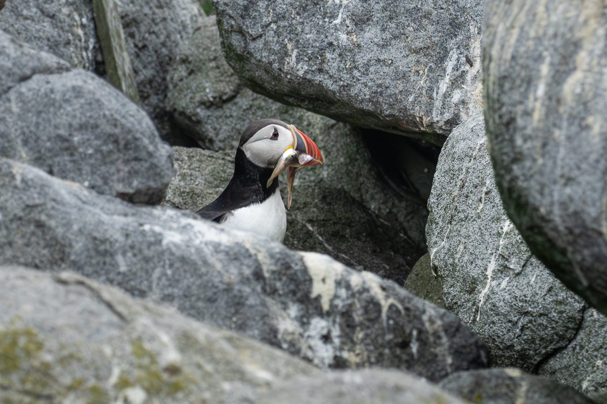 The Puffins of Machias Seal Island - by Heather Moran