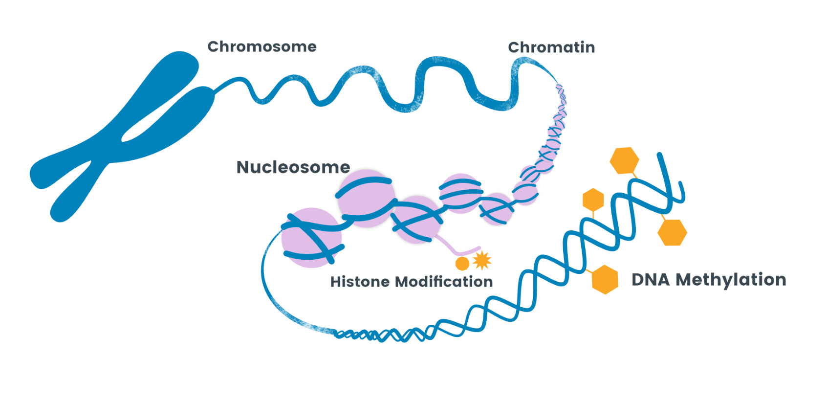 Vitamin B3 (Niacin): the Amazing Vitamin you Never Heard of