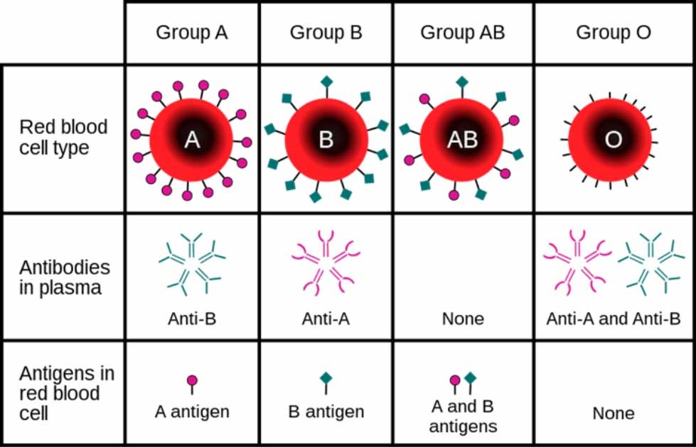 The Evolutionary Mystery of Blood Types: A Hidden Advantage?