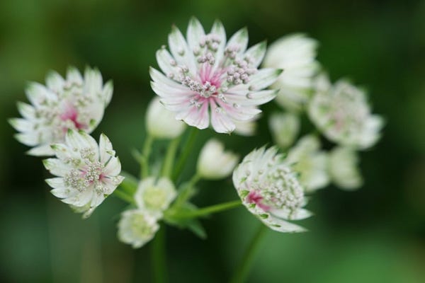 From Seed to Bloom | Camilla Grayley | Substack