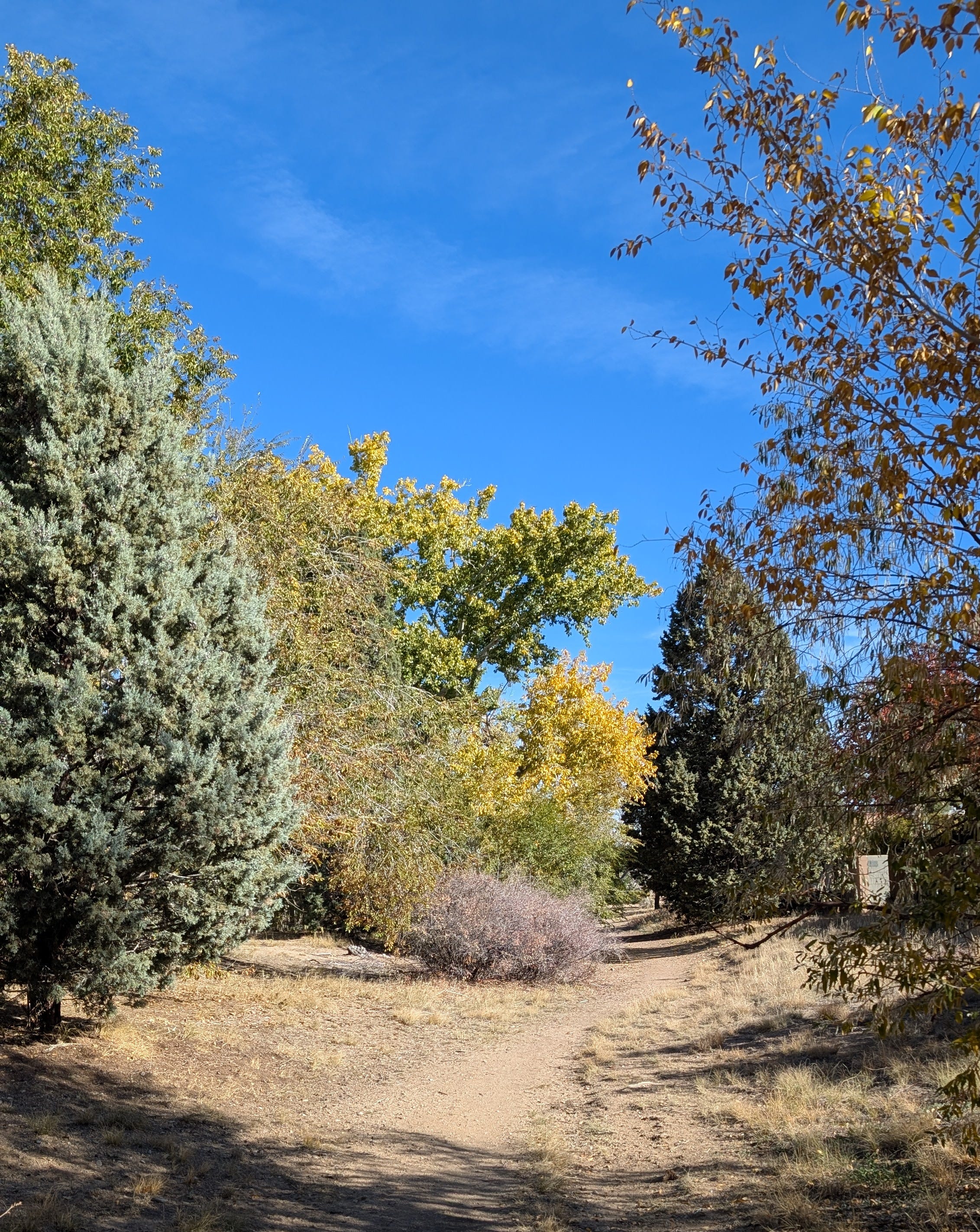 Urban Forest Park Enjoys Renaissance, Celebrating the Life of UPS Pilot ...