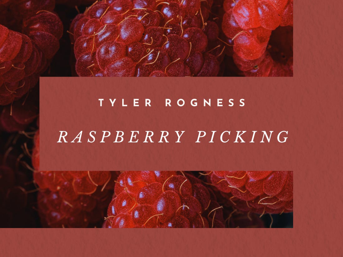 Raspberry Picking—Tyler Rogness - by The Rabbit Room