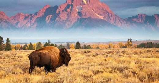 Crypto in America | Substack