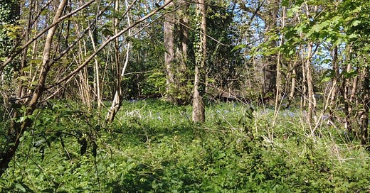 Roland’s Travels | Roland Millward | Substack