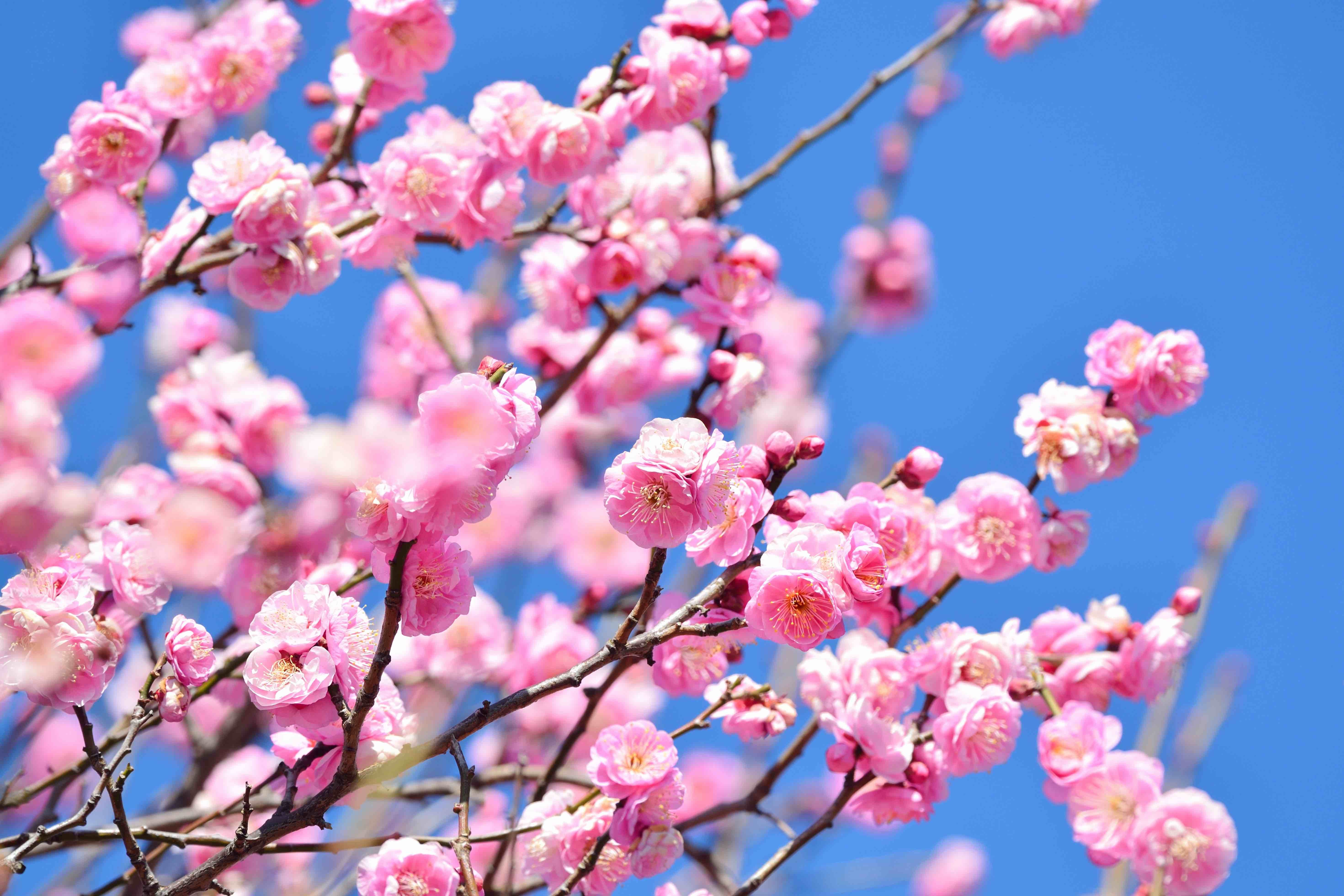 Sakura Through the Ages: The Spirit of Japan and the Legend of the 10 ...