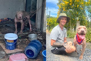 Happy Doggo | Niall Harbison | Substack