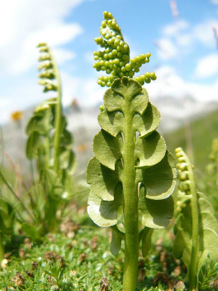 All the plants in the Alps - by Anne Thomas