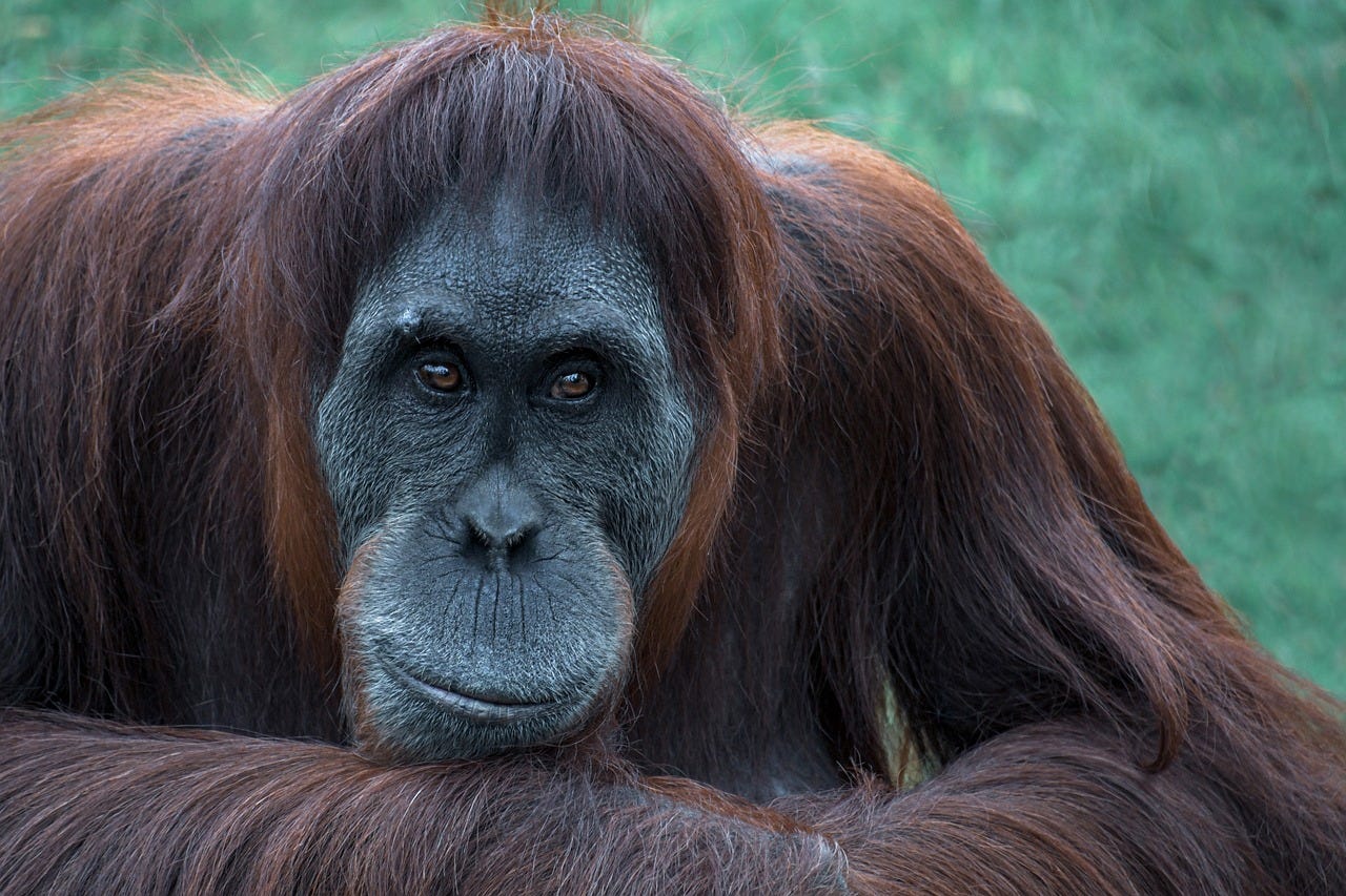 The Ape Family Tree - by Hannah Rose - Animal Anthology