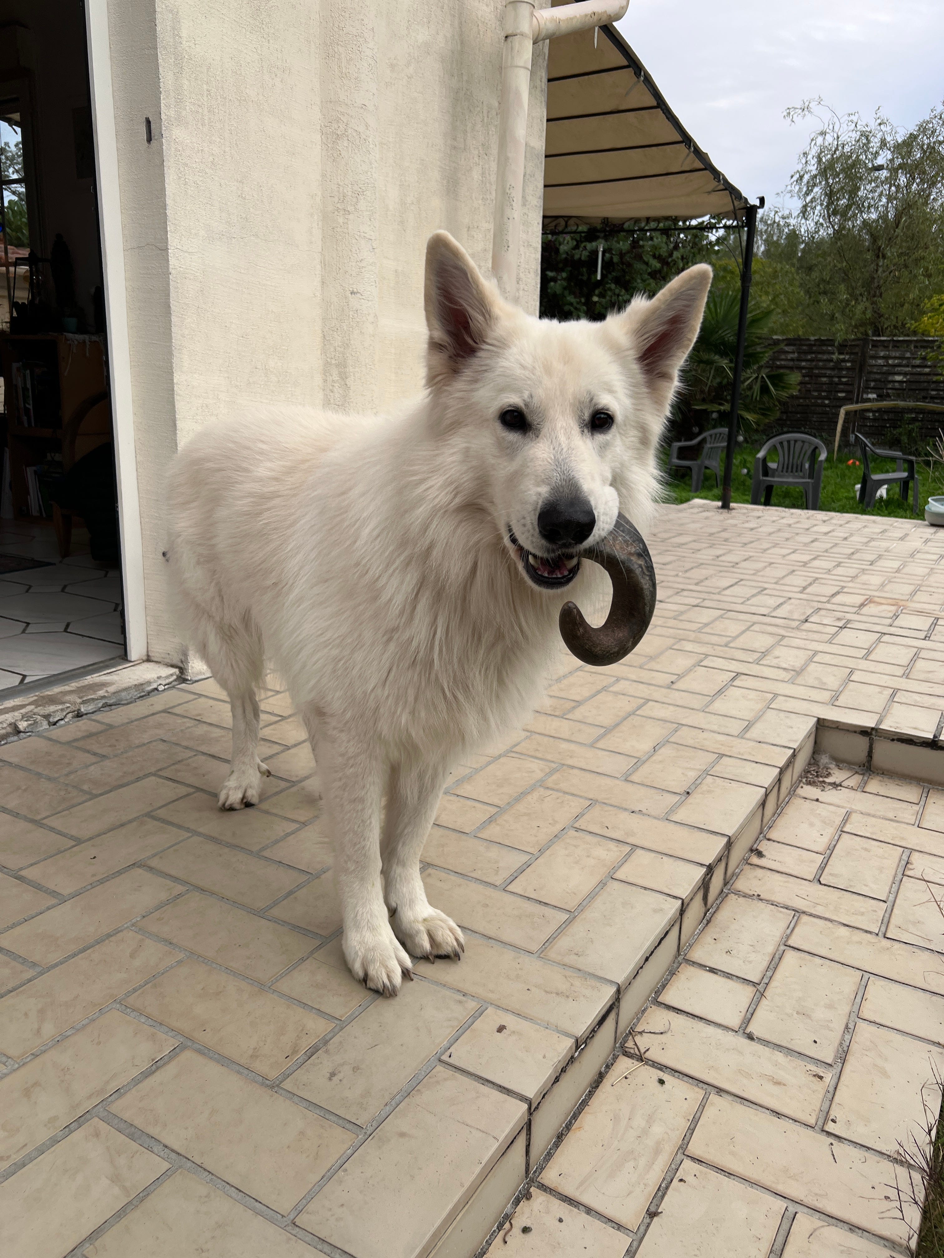 Stephen Miller's Triumph of the Will - by Charlie Sykes