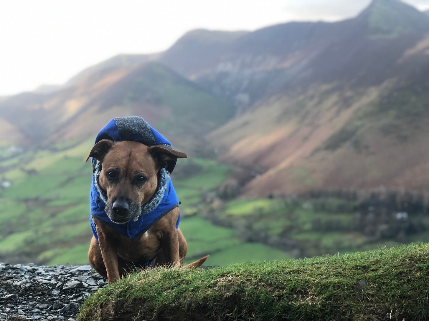 Ivermectin for Canine Cancer: How It Became a Key Part of Ruby’s Protocol and What the Science Says