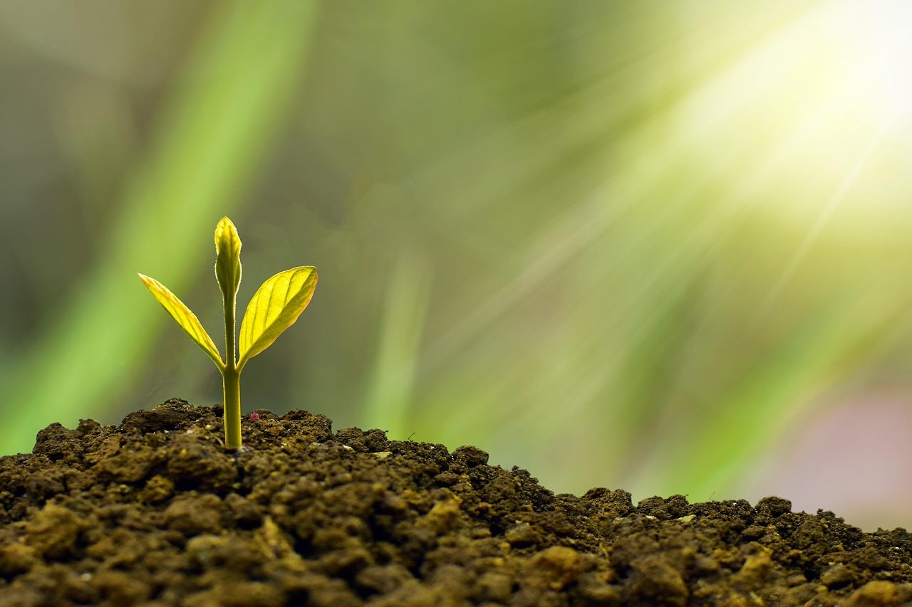 Understanding How Faith Grows - by Tim Beilharz