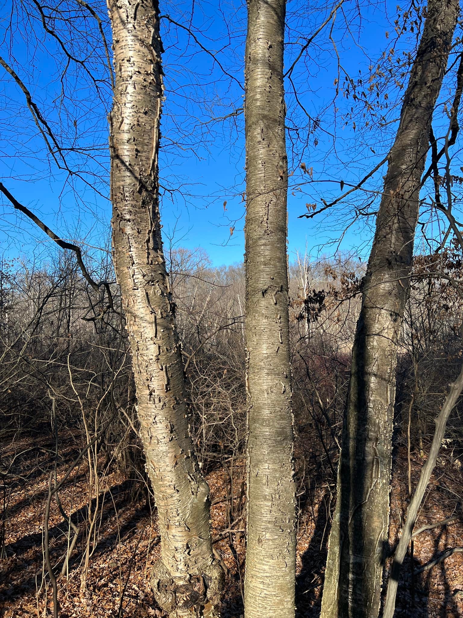 Native Indiana Tree of the Week: Yellow Birch (Betula alleghaniensis)