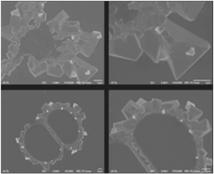 Darkfield Microscopy Shows Self Assembly Of Microfilament In C19 ...