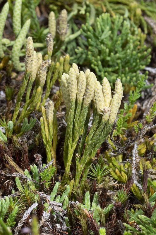 Flora Alpina: The Lycophytes - by Anne Thomas