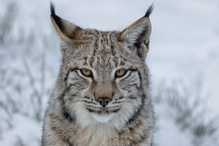 Archive - Astral Codex Ten