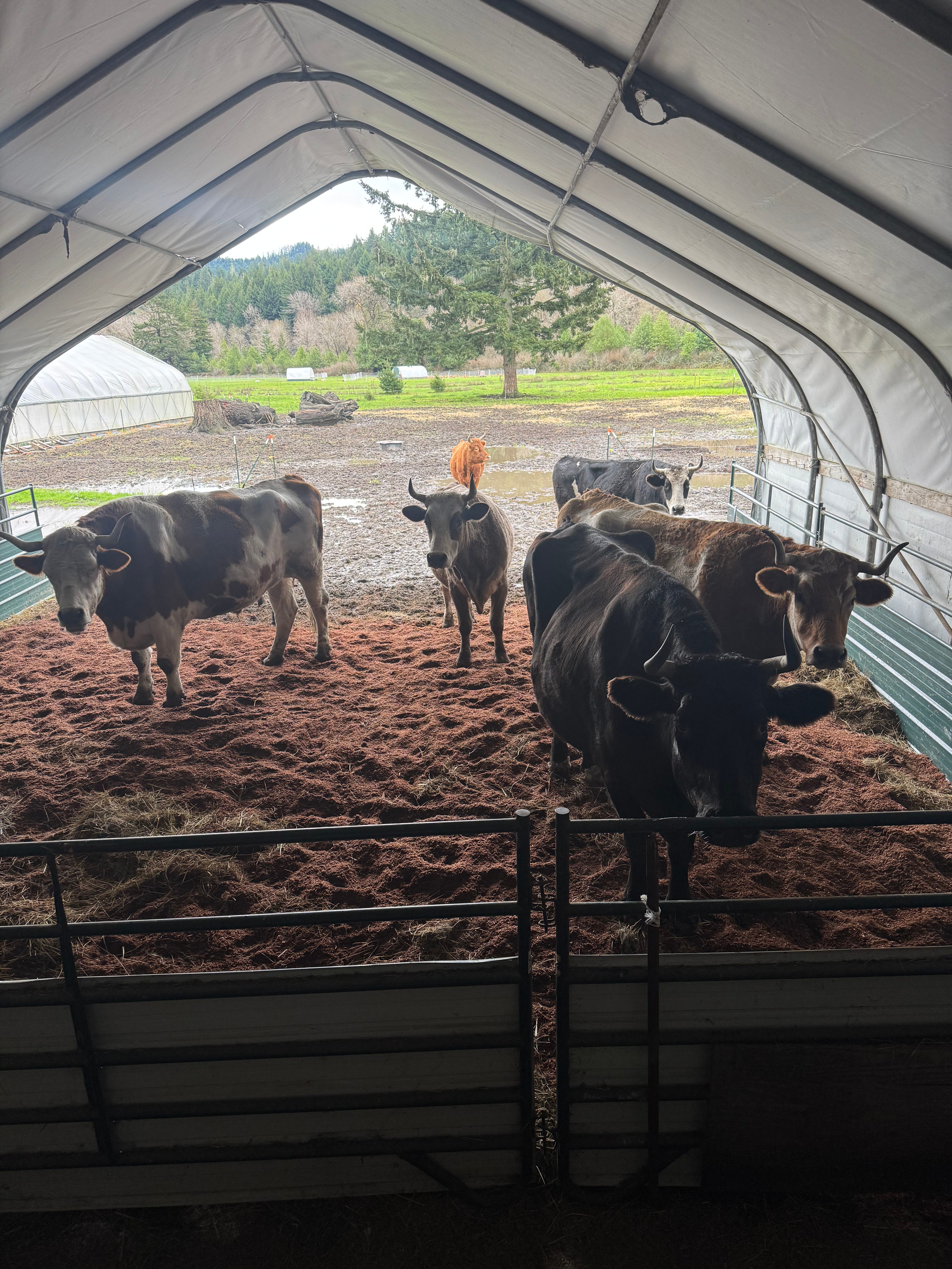 Holy Shit - Cattle Culture