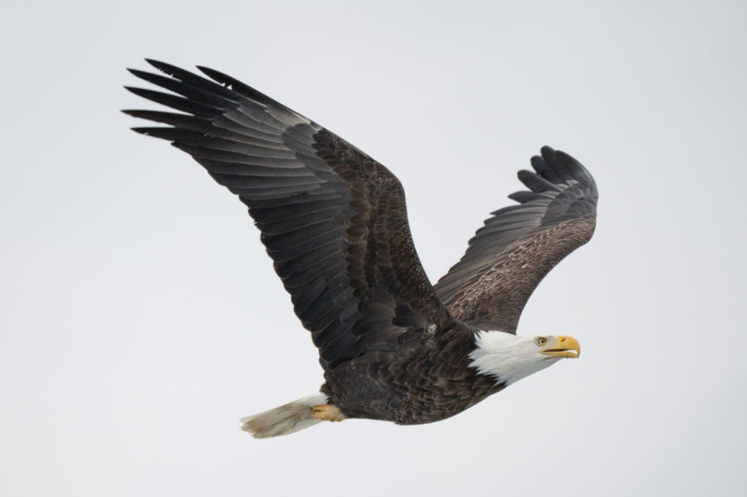 Birding Tip: Preventing Lens Fog - Birding University