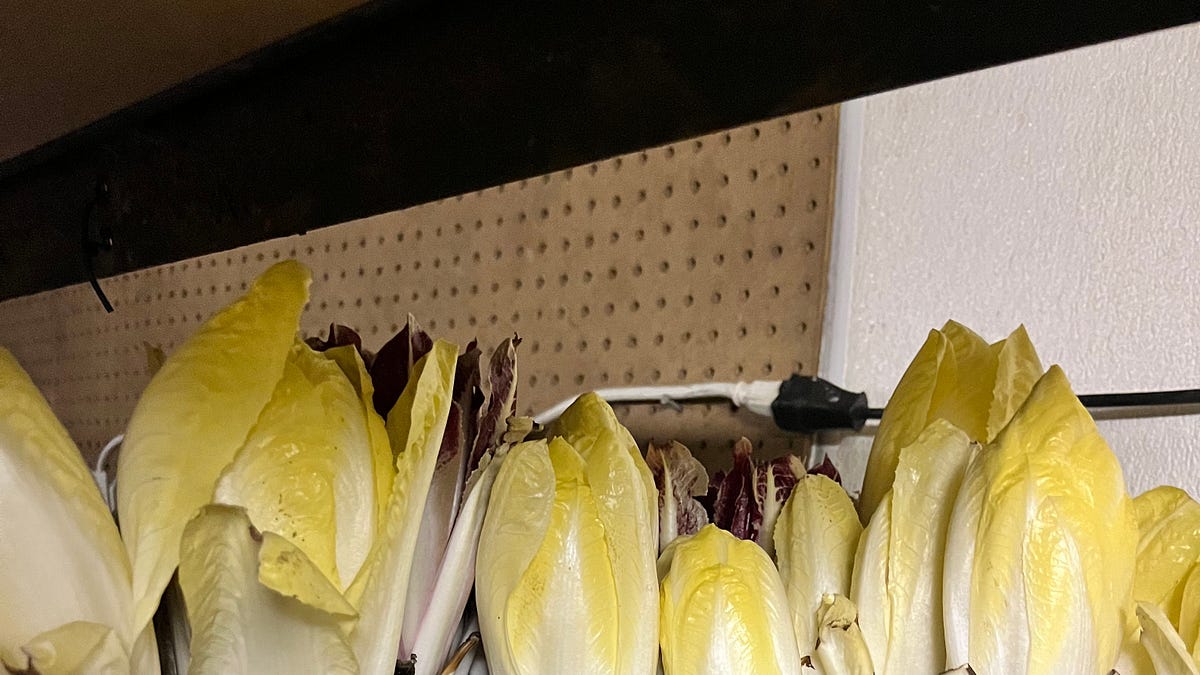 belgian endive growing