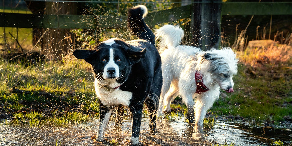 #45: Watch This Dog Tear up Muddy Puddles