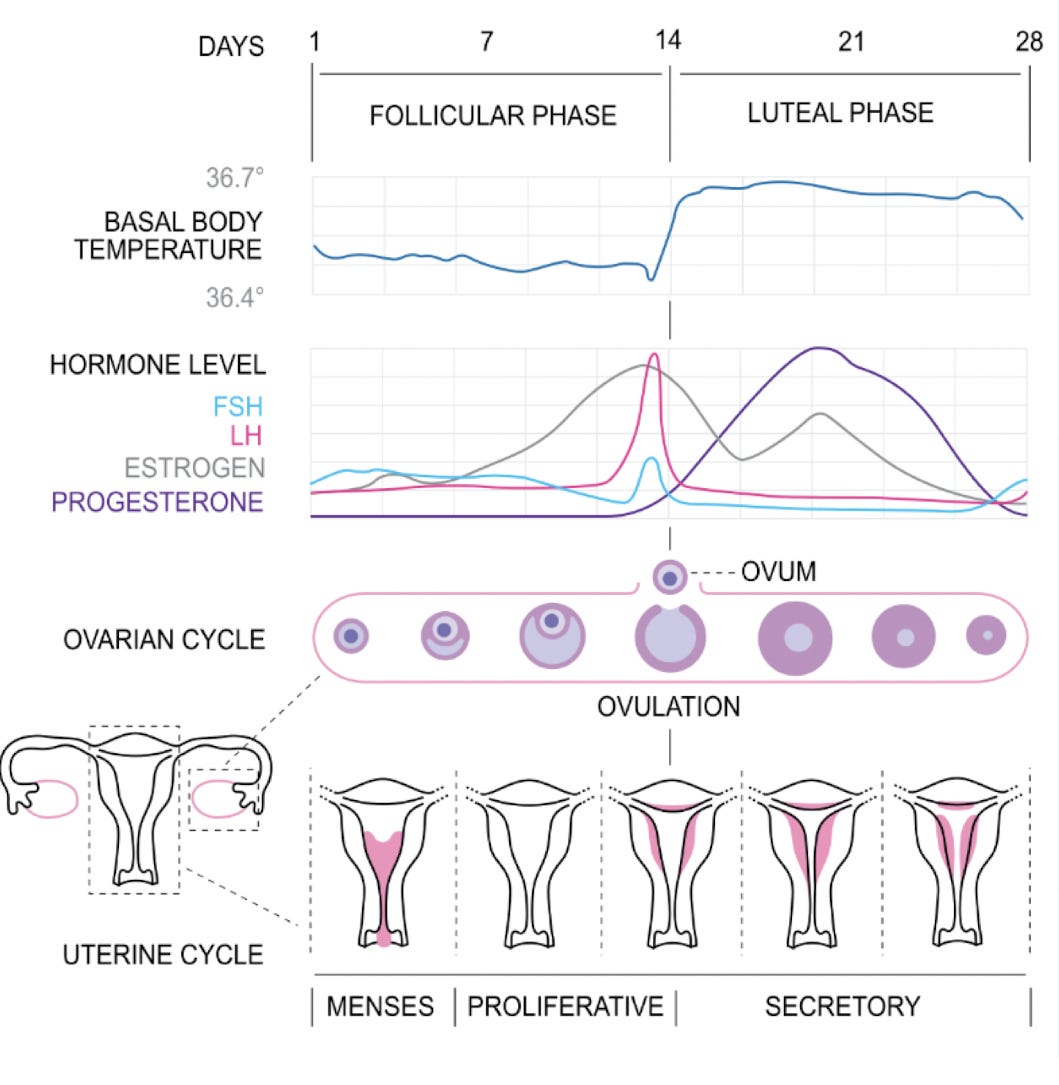 The Menstrual Cycle in Three Systems: Endocrine, Ovarian, Endometrial