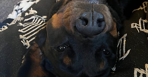 Amanda Nelson | Substack