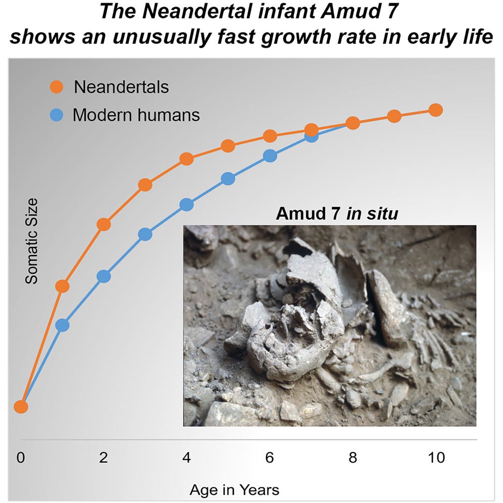 The Neanderthal Infant Whose Bones Were Already Older Than Its Teeth