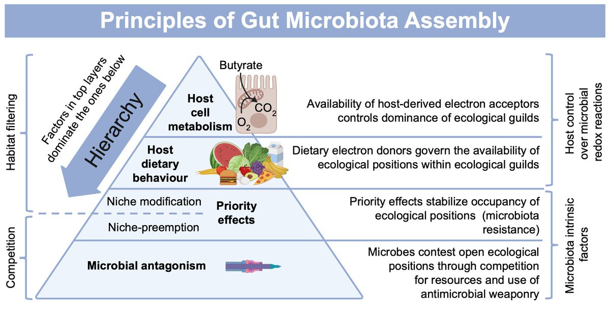The principles of gut microbiota assembly