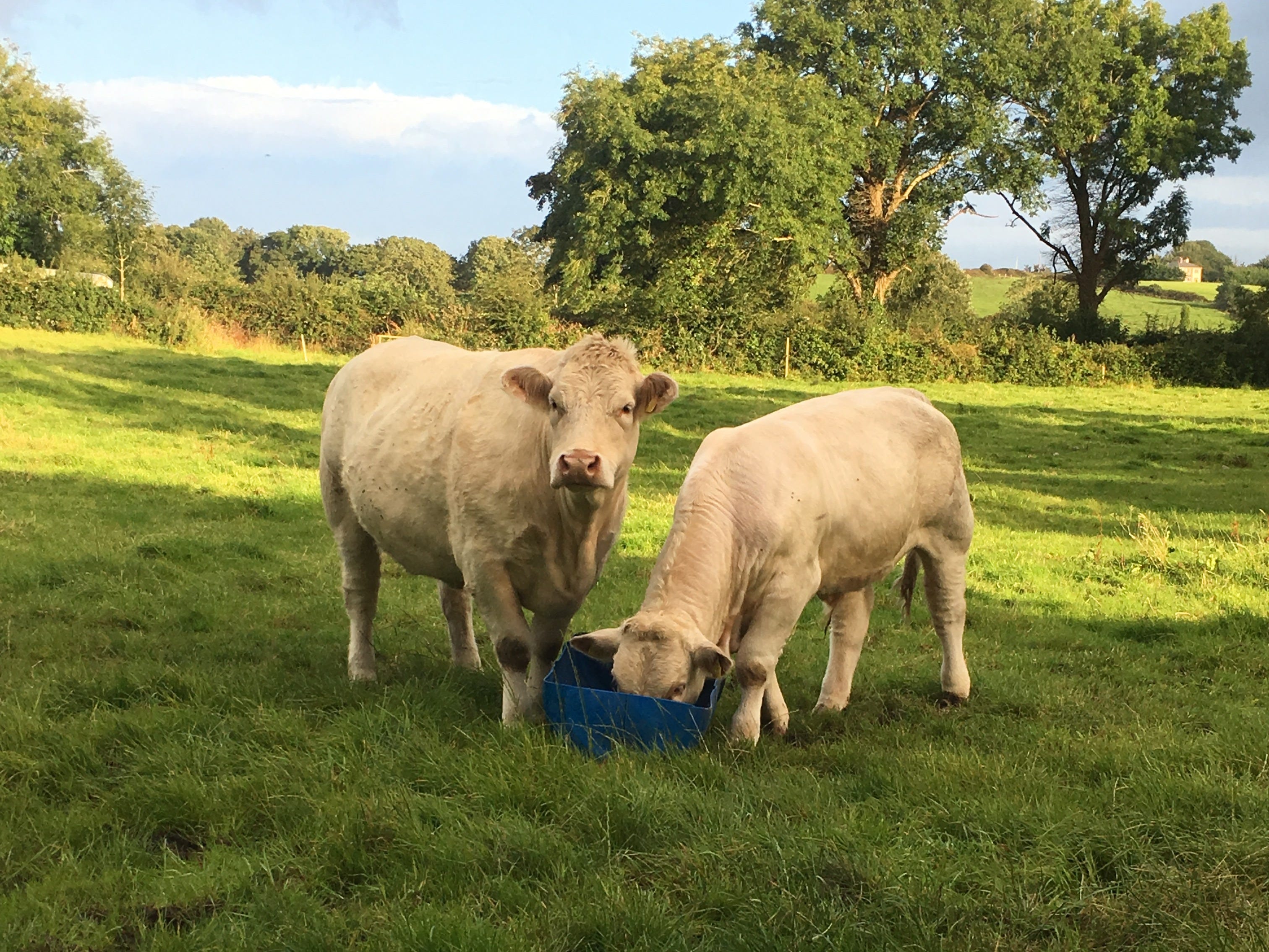 My Thoughts on Leaving Ireland (again) - by Kate Devaney