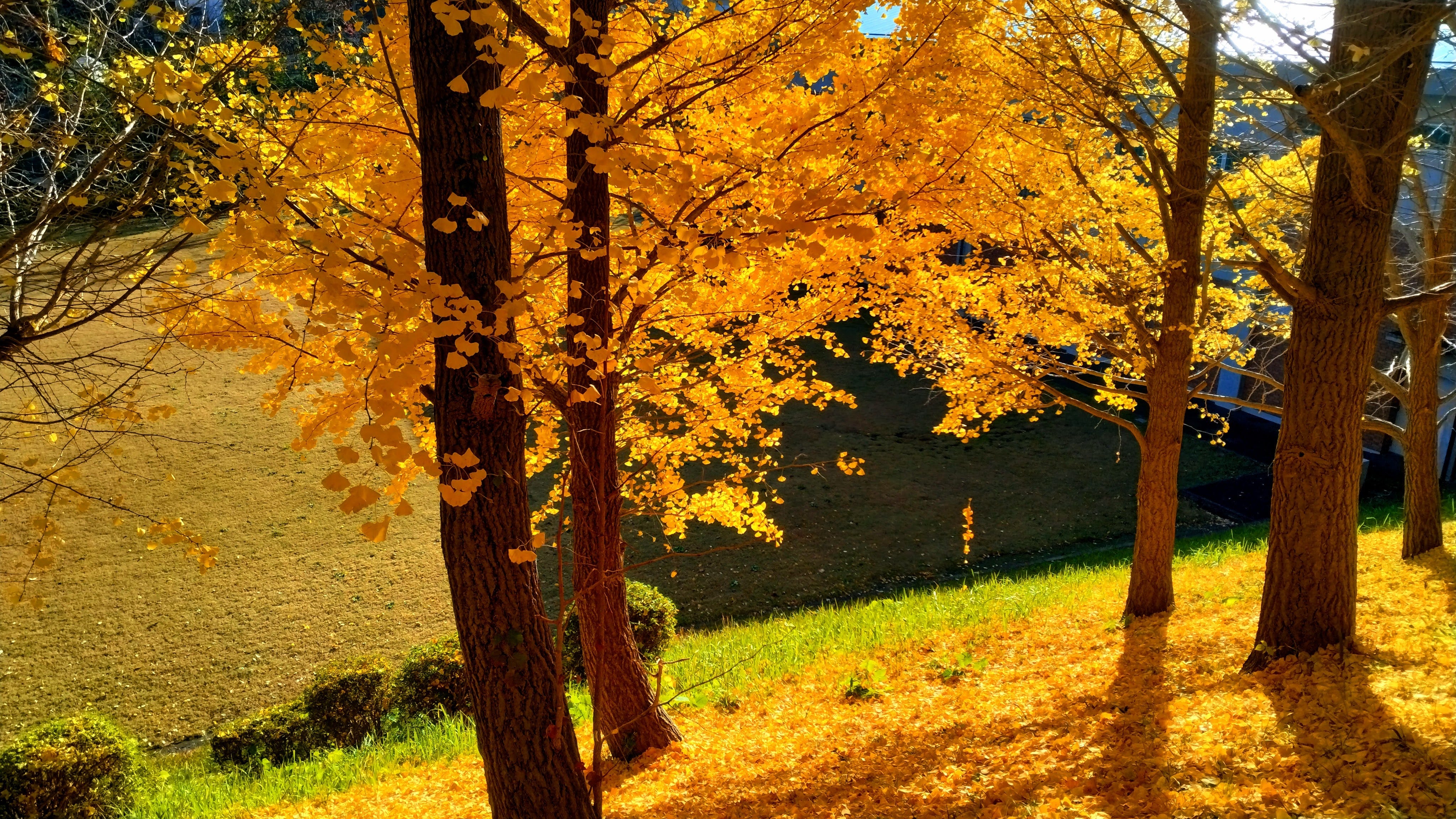 Ang mga Dahon Bilang Mamimingwít (Leaves of Gold)