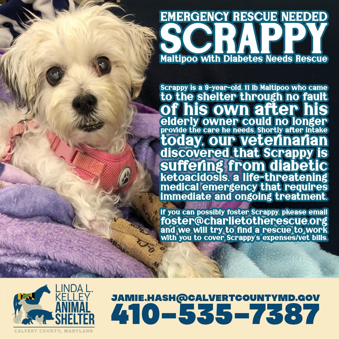 🚨 EMERGENCY RESCUE NEEDED – SCRAPPY 🚨- Calvert County Animal Shelter ...