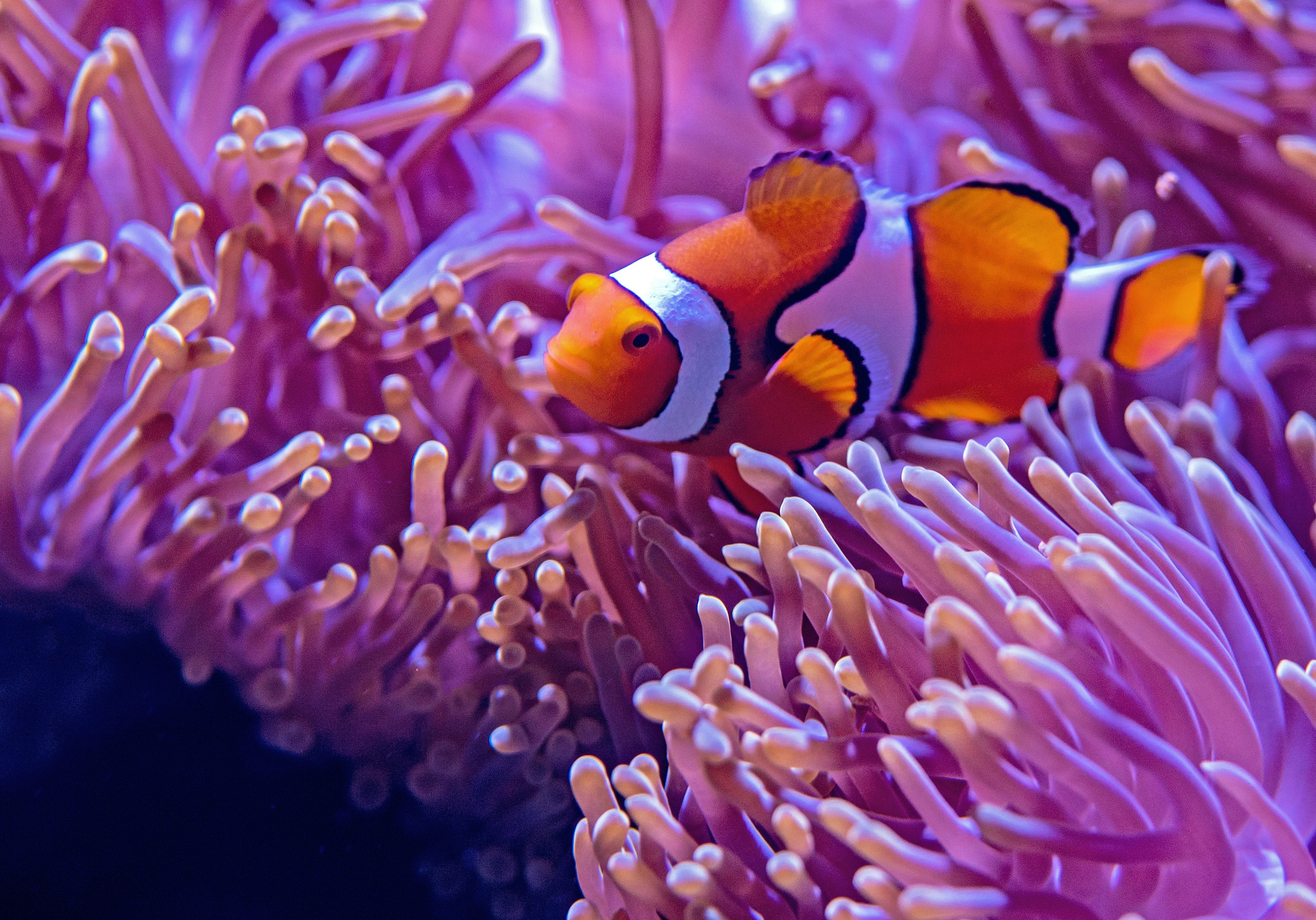 The Ocean’s Hidden Potential to Fight Global Hunger