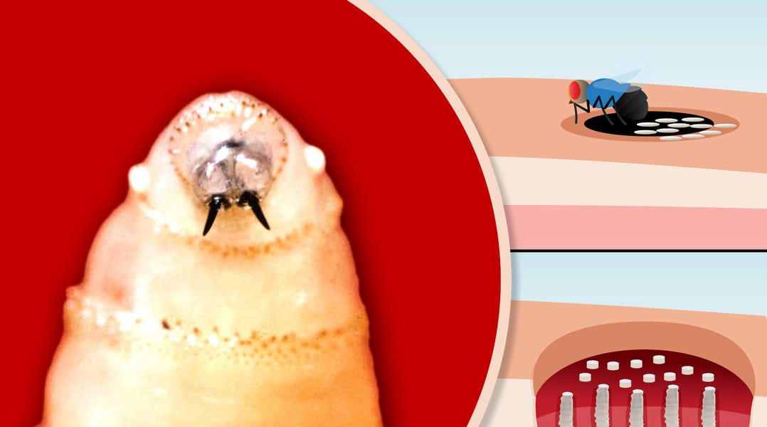 USDA Suspends Cattle Imports at Southern Border Over New World ...