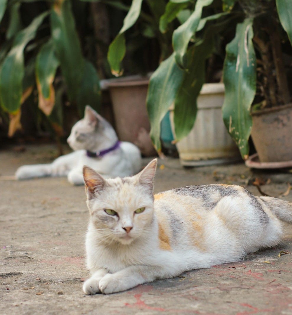 The Science of Cat Coat Colors - by Xenia Jones