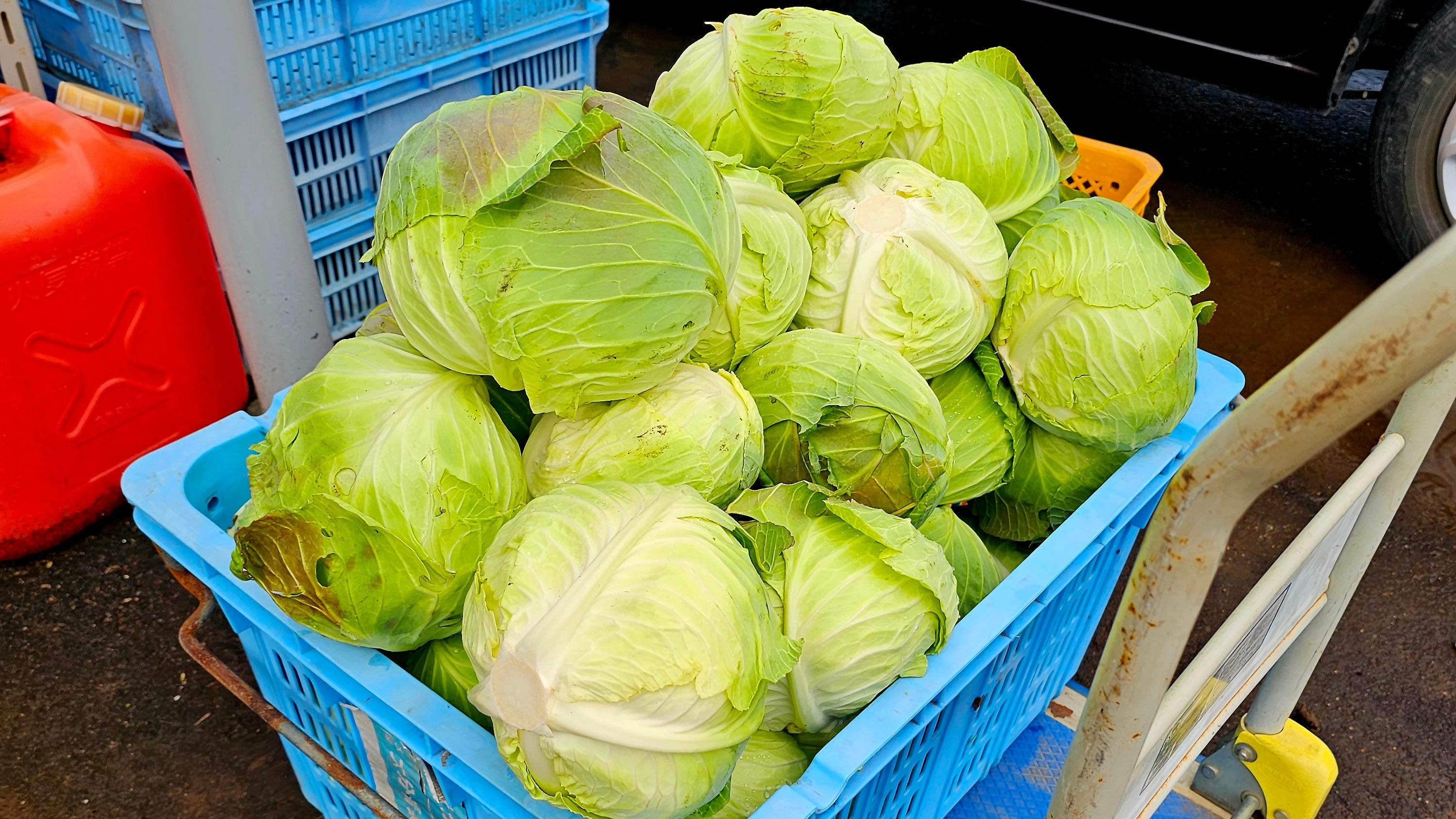 Locals Restless over Cabbage Price Spike in Japan