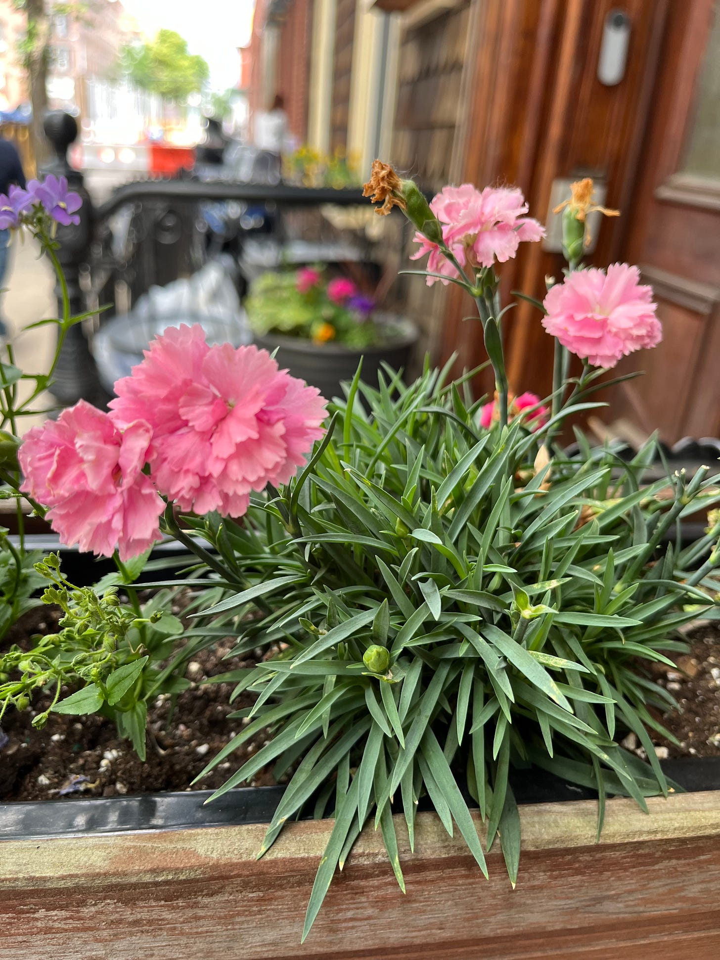 pink carnations by post