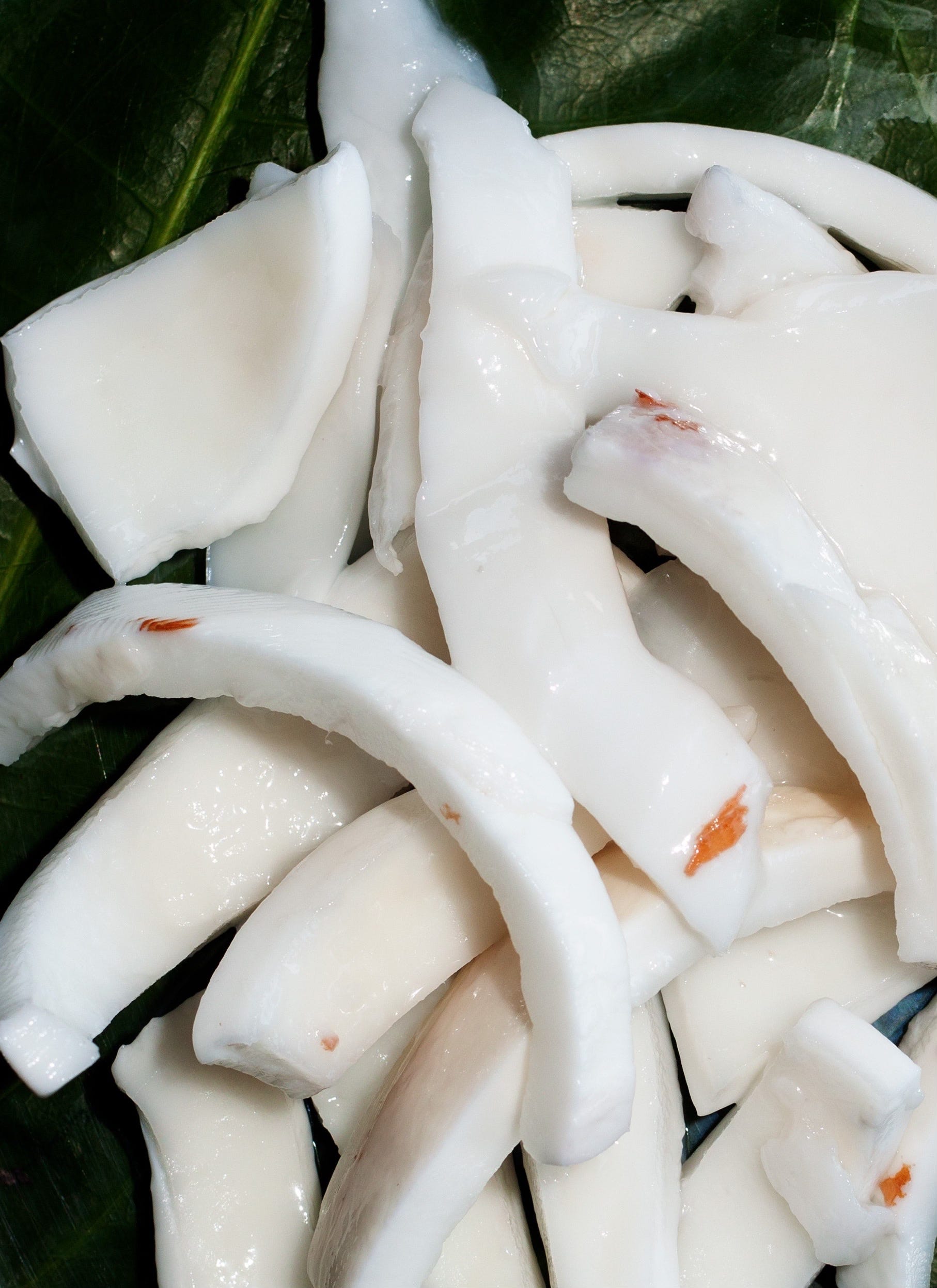 Discovering the Life Cycle of a Coconut: Stages of Growth and Development