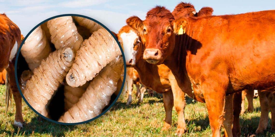 The "Bacon Bill" That's Actually a Biosecurity Bomb
