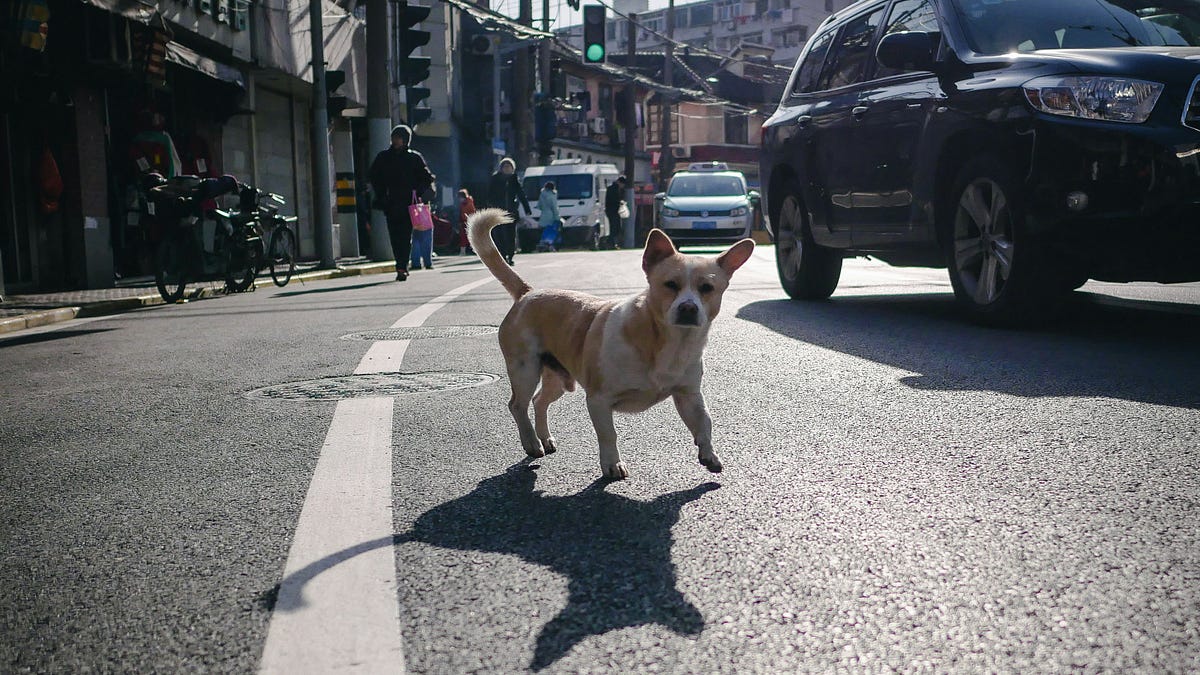 Why Do Dogs Chase Cars? - Dog Desk Animal Action