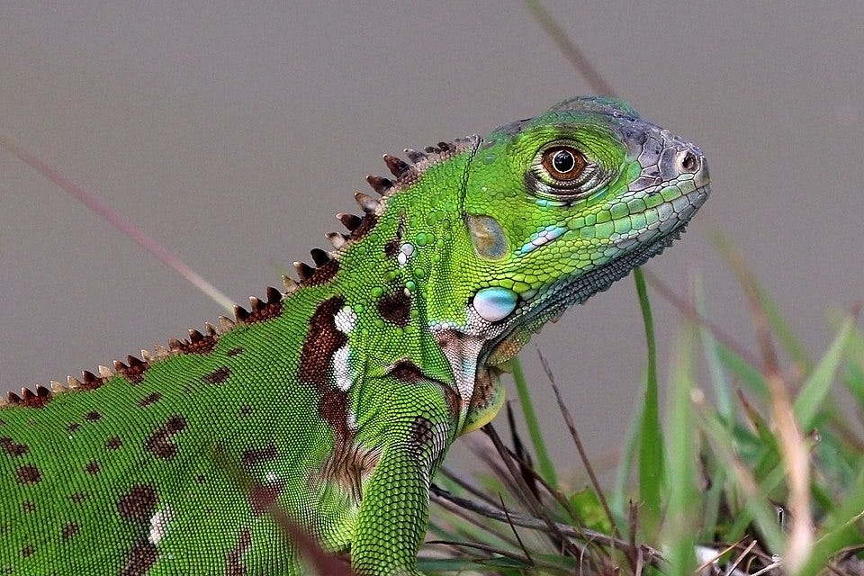 The Year of the Iguana - by Joseph Christian Collins