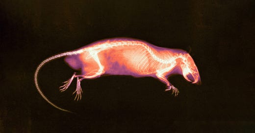 The Humans Who Live as Lab Rats - by Katherine Dee