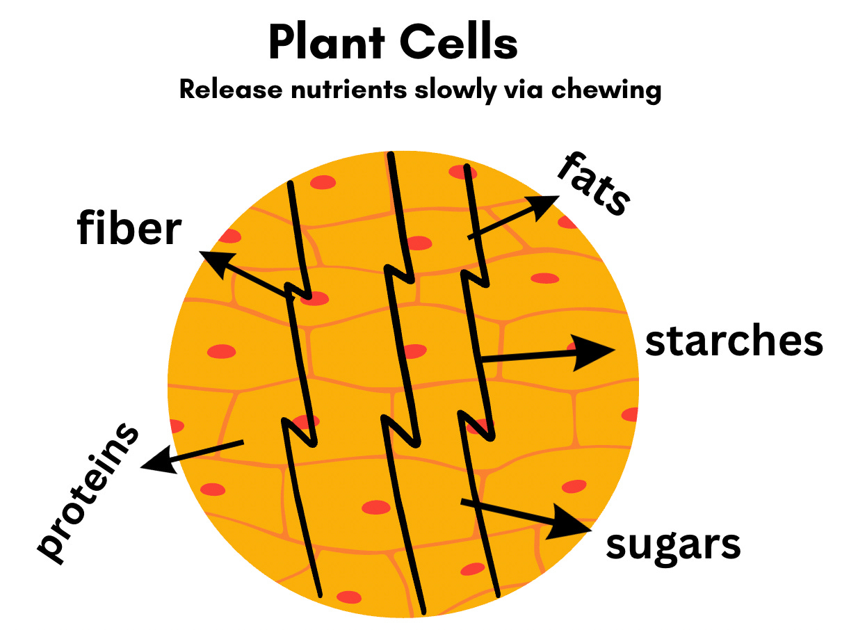 The Food Matrix Explained: Why the Structure of Food Matters More Than ...