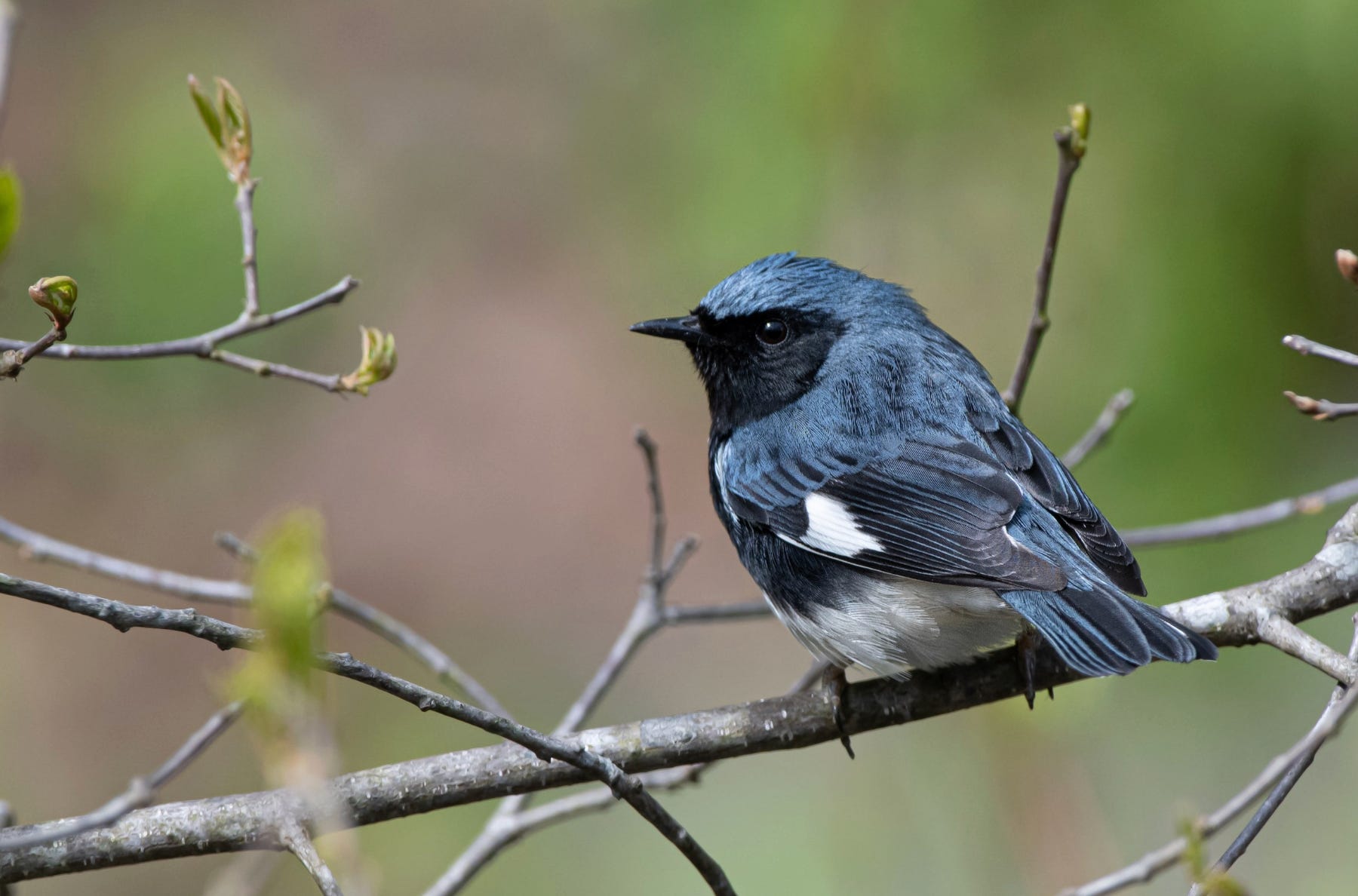 Birds & Nature: Hurricanes - Birding University