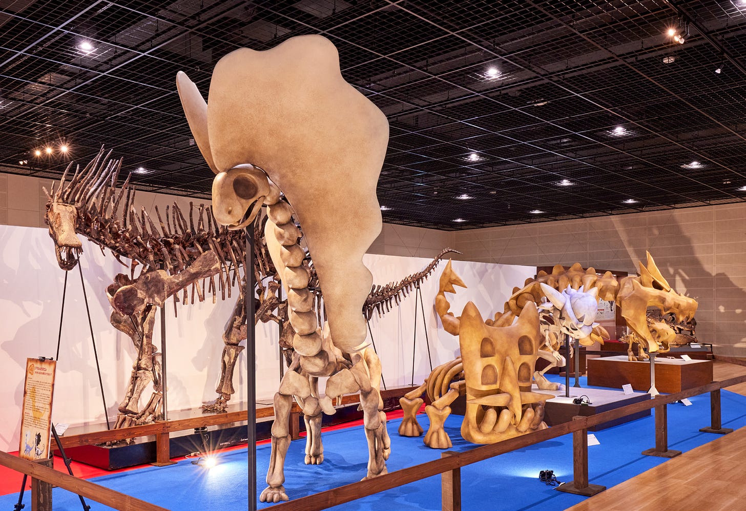 Pokémon Fossil Museum blends science and imagination