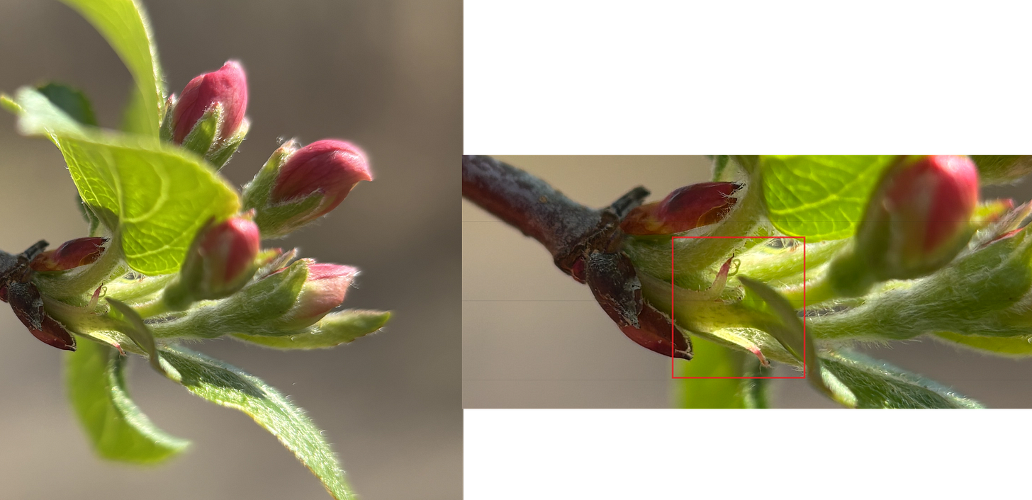 The rose family (Rosaceae) - Plants in Plain Language