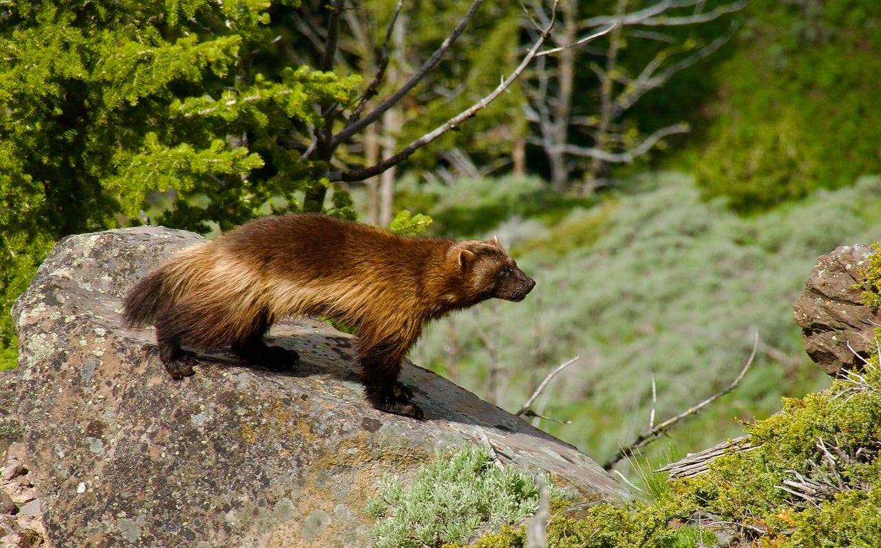 Wilderness Watch and allies file complaint against U.S. Fish and ...