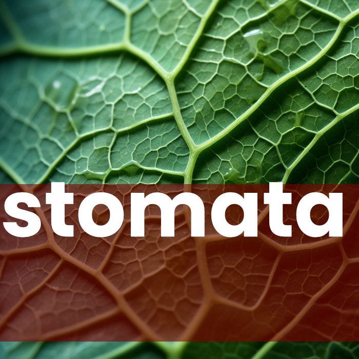 stomata examples