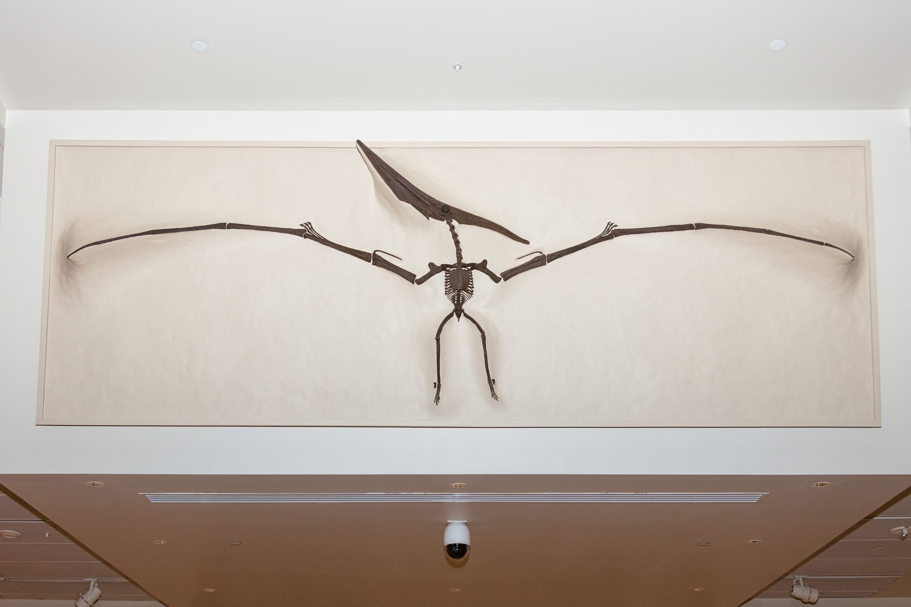 Pteranodon - by Ceallaigh - Stop and Smell the Books