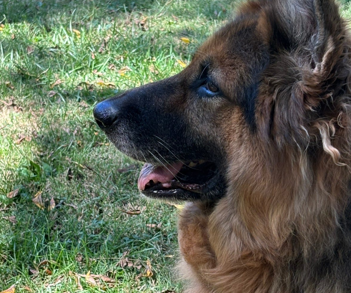 Roger Scott | Substack