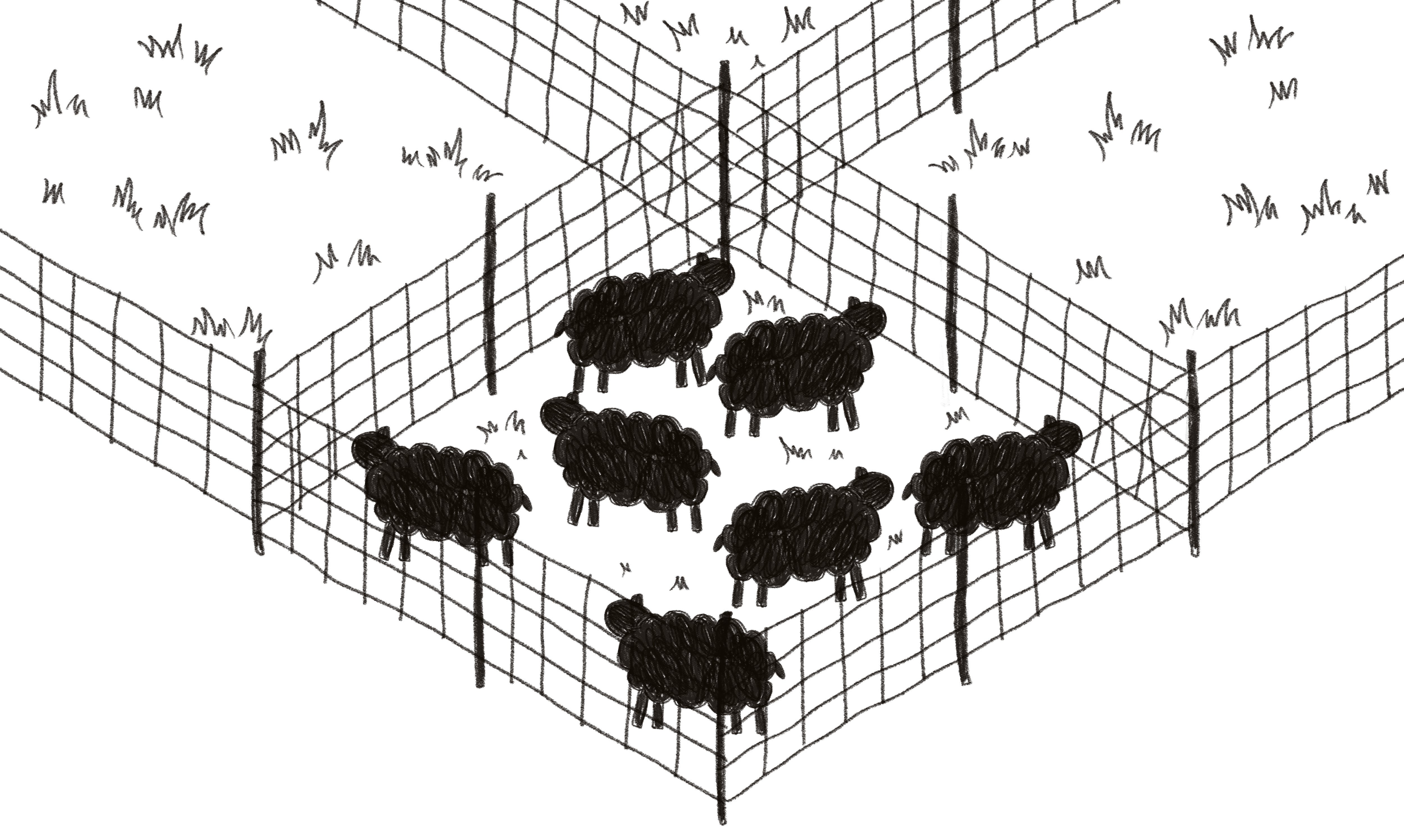 Grazing Types 101 - by Paul & Abby Avery - Flock to Forest